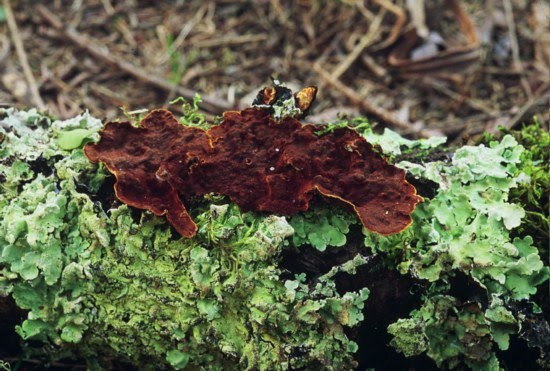 FUNGOS DE GALLAECIA Y NORTE DE LUSITANIA: ASCOMICETALES